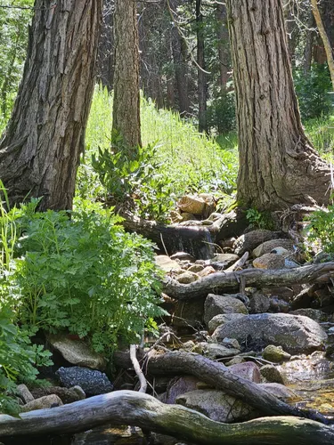 Best Hikes and Trails in Rimforest | AllTrails