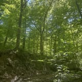 Rocks and Roots South Loop, Ohio - 1,244 Reviews, Map | AllTrails