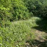 Rocks and Roots South Loop, Ohio - 1,244 Reviews, Map | AllTrails