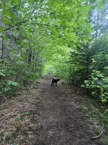 Best Forest Trails in Dunn Research Forest | AllTrails