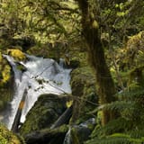 Santiam Wagon Road to House Rock, Oregon - 491 Reviews, Map | AllTrails