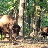 White Bison Loop, Missouri - 2,481 Reviews, Map | AllTrails