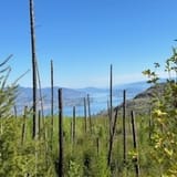 Divide Lake Trail, British Columbia, Canada - 90 Reviews, Map | AllTrails