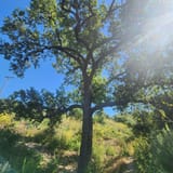 Calabasas Hidden Stairs, California - 778 Reviews, Map | AllTrails