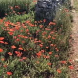 Palo Maria Waterfall, Jalisco, Mexico - 455 Reviews, Map | AllTrails