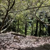 Mount Atago Loop, Kyoto, Japan - 182 Reviews, Map | AllTrails