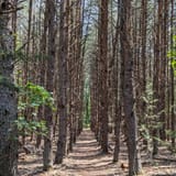 Peter's Creek Heritage Trail, South Carolina - 359 Reviews, Map | AllTrails