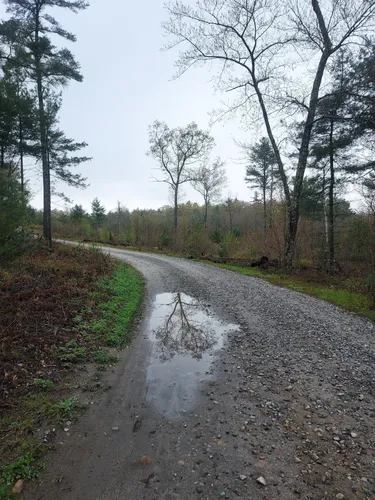 Best Short Trails in Pachaug State Forest | AllTrails