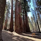 Congress Trail, California - 2,873 Reviews, Map | AllTrails