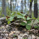 Prospect Rock Trail, Vermont - 946 Reviews, Map | AllTrails