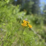 Rathdrum Mountain Trail, Idaho - 323 Reviews, Map | AllTrails