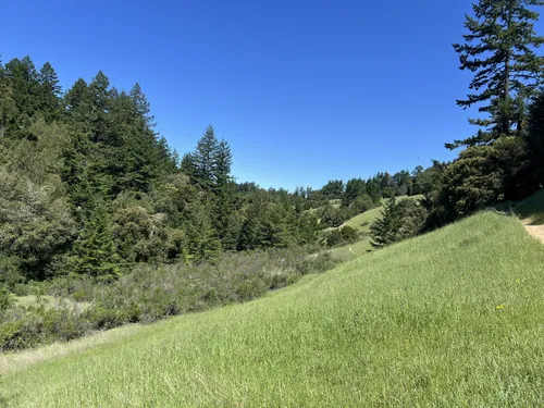Best Wild Flowers Trails in Skyline Ridge Open Space Preserve | AllTrails
