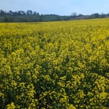 Burrough Hill and Leicestershire Circular Walk, Leicestershire, England ...