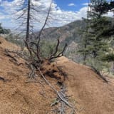 Columbine Trail, Colorado - 2,000 Reviews, Map | AllTrails