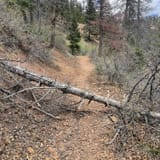 Columbine Trail, Colorado - 2,000 Reviews, Map | AllTrails