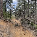 Columbine Trail, Colorado - 2,000 Reviews, Map | AllTrails