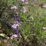 Rathdrum Mountain Trail, Idaho - 323 Reviews, Map | AllTrails