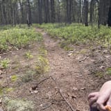 Batona Trail, New Jersey - 358 Reviews, Map | AllTrails