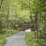 Limberlost Trail, Virginia - 907 Reviews, Map | AllTrails