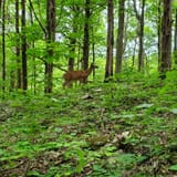 Green River Bluff, Echo River Springs, Sinkhole and Heritage Trail ...