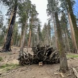 Congress Trail, California - 2,873 Reviews, Map | AllTrails