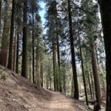 Congress Trail, California - 2,873 Reviews, Map | AllTrails