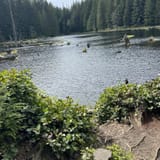 Lily and Lizard Lakes Loop Trail, Washington - 882 Reviews, Map | AllTrails