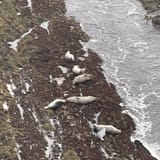 Point Arena-Stornetta Unit of the California Coastal National Monument ...