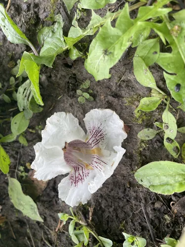 Best Paved Trails in Rolla | AllTrails