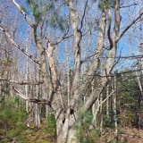 Spirit Pond Preserve, Maine - 130 Reviews, Map | AllTrails