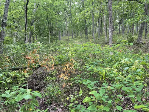 Best Easy Trails in Rolla | AllTrails