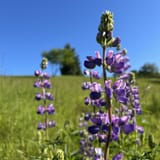 Fitton Green Natural Area Trail, Oregon - 381 Reviews, Map | AllTrails