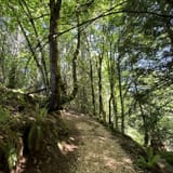 Stone Creek Hiking Trail, Oregon - 304 Reviews, Map | AllTrails