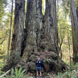 Tall Trees Grove Loop Trail, California - 2,242 Reviews, Map | AllTrails
