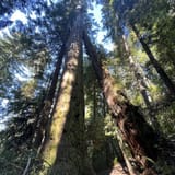 Tall Trees Grove Loop Trail, California - 2,253 Reviews, Map | AllTrails