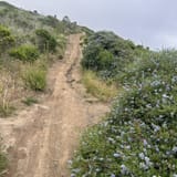 Old Colma Road Loop, California - 1,985 Reviews, Map | AllTrails