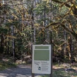 Staircase Rapids Loop, Washington - 2,471 Reviews, Map | AllTrails