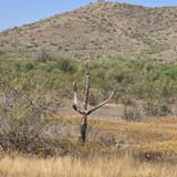 Apache Wash Loop Trail, Arizona - 2,149 Reviews, Map | AllTrails