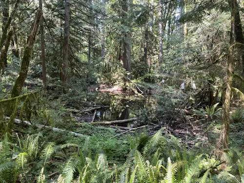 Best Forest Trails in Dosewallips State Park | AllTrails