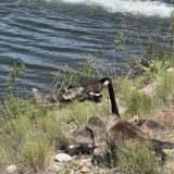 Boise Cascade Lake Loop, Idaho - 303 Reviews, Map | AllTrails