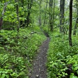 Lewis Spring Falls Trail, Virginia - 1,511 Reviews, Map | AllTrails