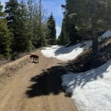 Emma Lake Trail, California - 158 Reviews, Map | AllTrails