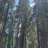 General Sherman Tree Trail, California - 2,881 Reviews, Map | AllTrails