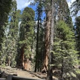General Sherman Tree Trail, California - 2,833 Reviews, Map | AllTrails
