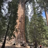 General Sherman Tree Trail, California - 2,833 Reviews, Map | AllTrails