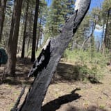 Cabin Loop Trail, Arizona - 244 Reviews, Map | AllTrails
