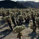 Cholla Cactus Garden, California - 2,337 Reviews, Map | AllTrails