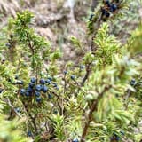 Botany Canyon, South Dakota - 549 Reviews, Map | AllTrails