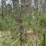 Spirit Pond Preserve, Maine - 130 Reviews, Map | AllTrails