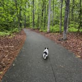 Deep Run Park Trails, Virginia - 1,306 Reviews, Map | AllTrails
